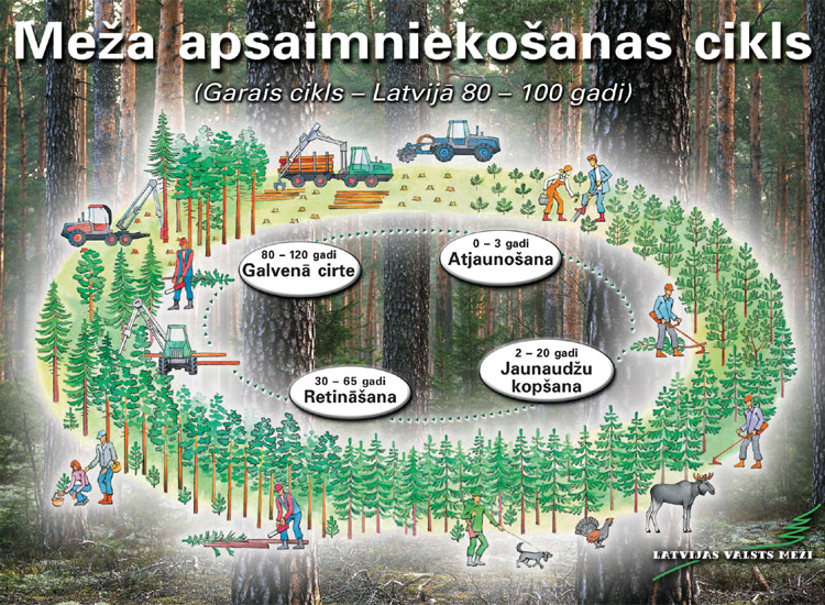 Noderīgi - Mežsaimnieks